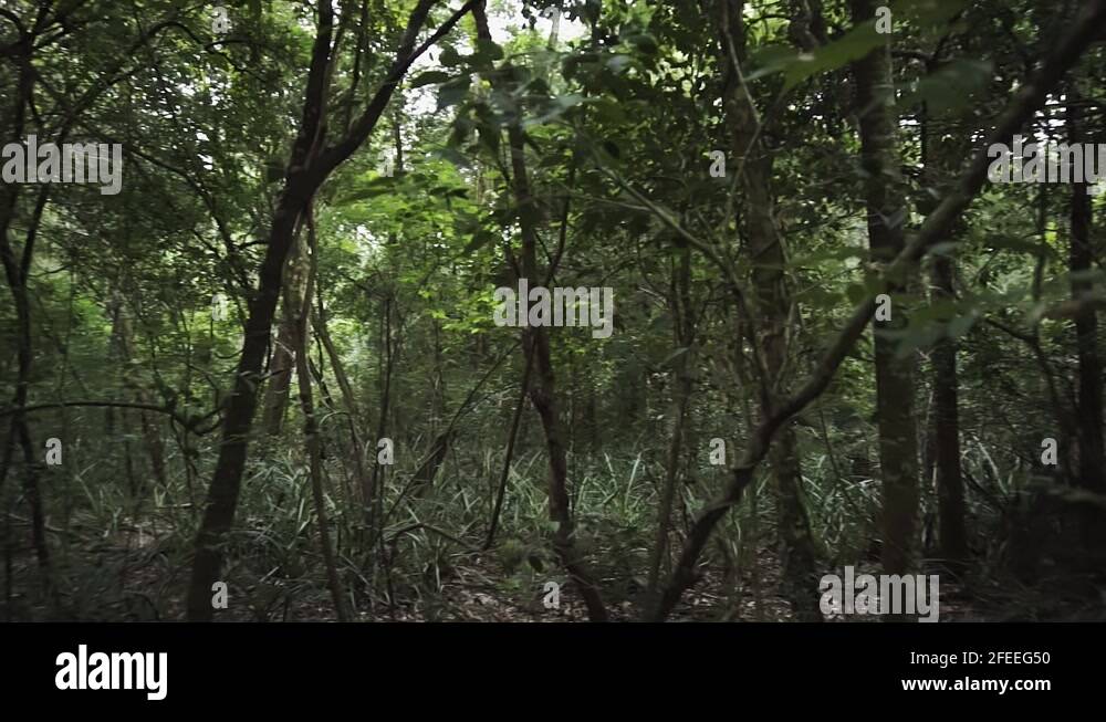 Daytime forest Stock Videos & Footage - HD and 4K Video Clips - Alamy