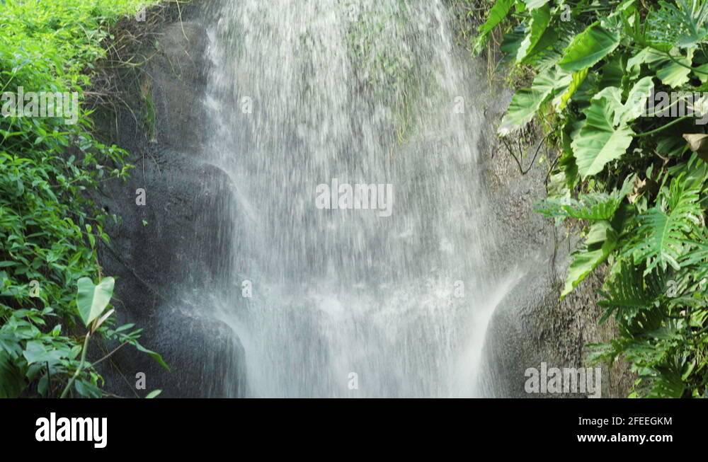Jungle project Stock Videos & Footage - HD and 4K Video Clips - Alamy