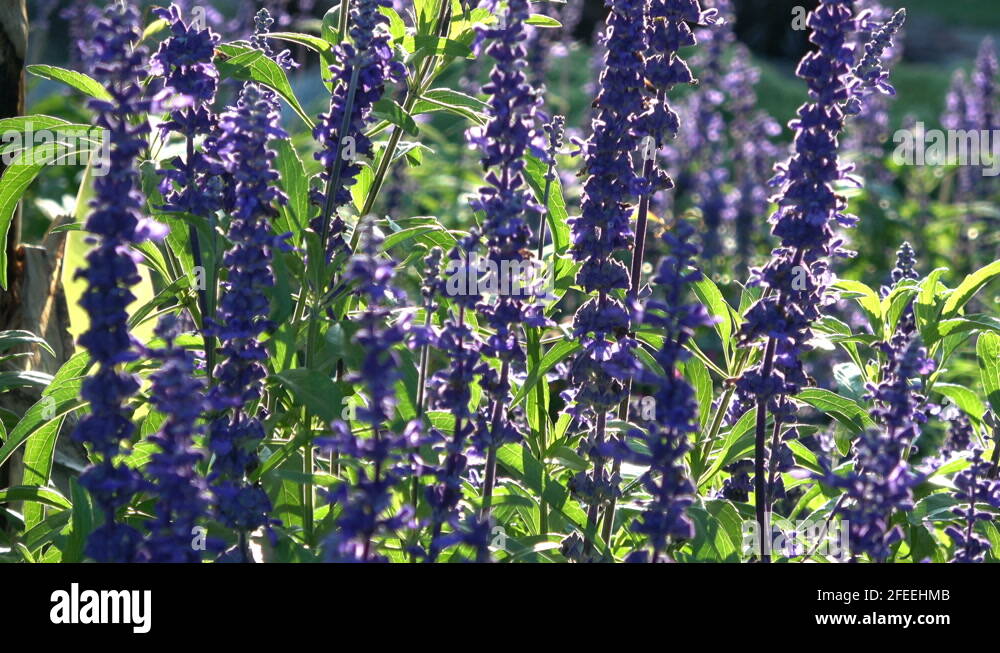 Indigo flowers Stock Videos & Footage - HD and 4K Video Clips - Alamy