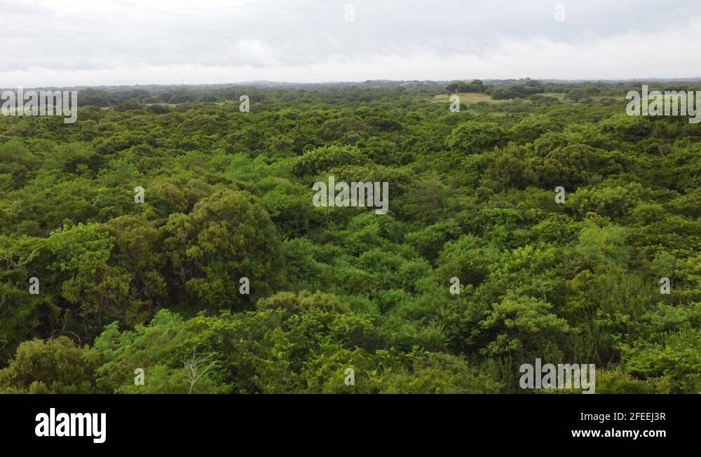 Forest plantations Stock Videos & Footage - HD and 4K Video Clips - Alamy