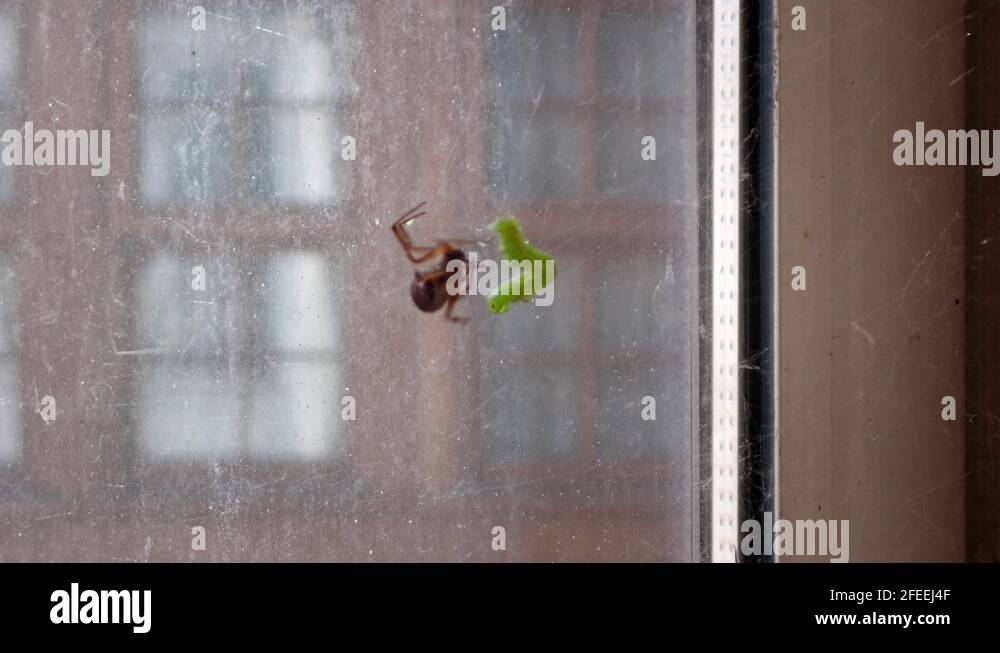 Spider and worm Stock Videos & Footage - HD and 4K Video Clips - Alamy