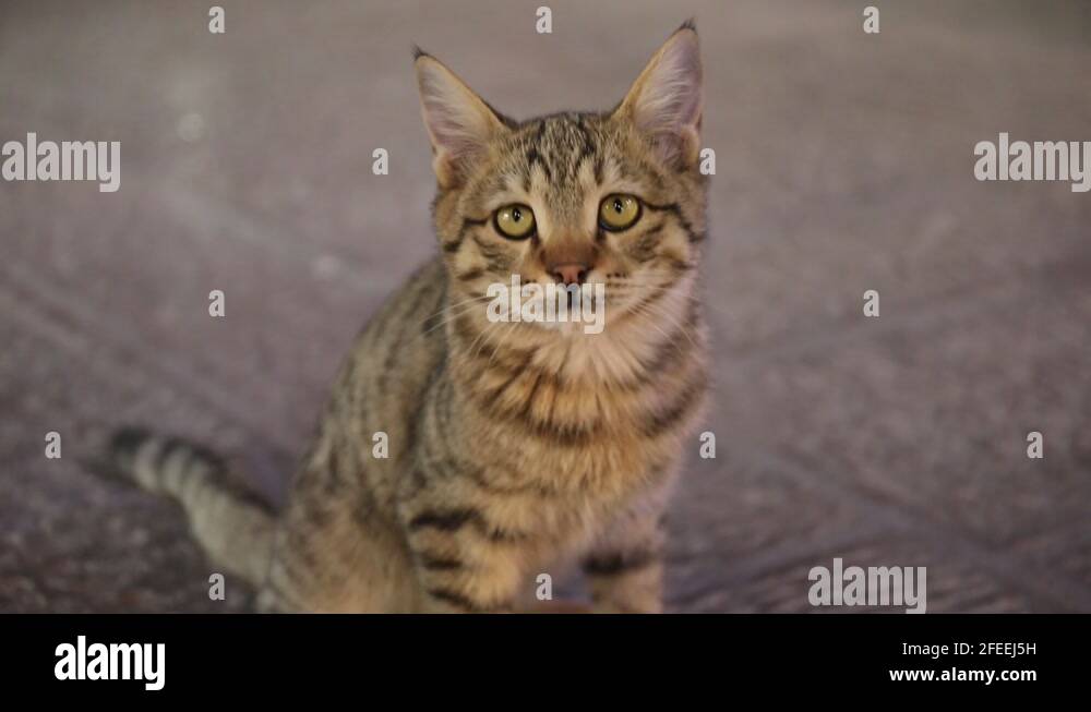 Iran persian cat Stock Videos & Footage - HD and 4K Video Clips - Alamy