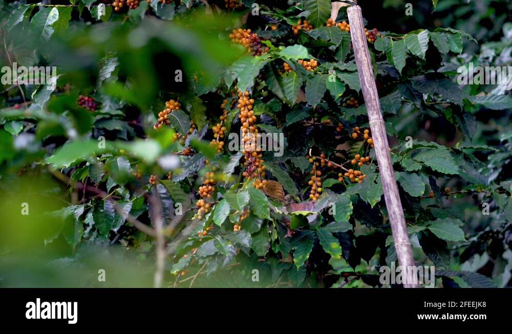 Thai trees Stock Videos & Footage - HD and 4K Video Clips - Alamy