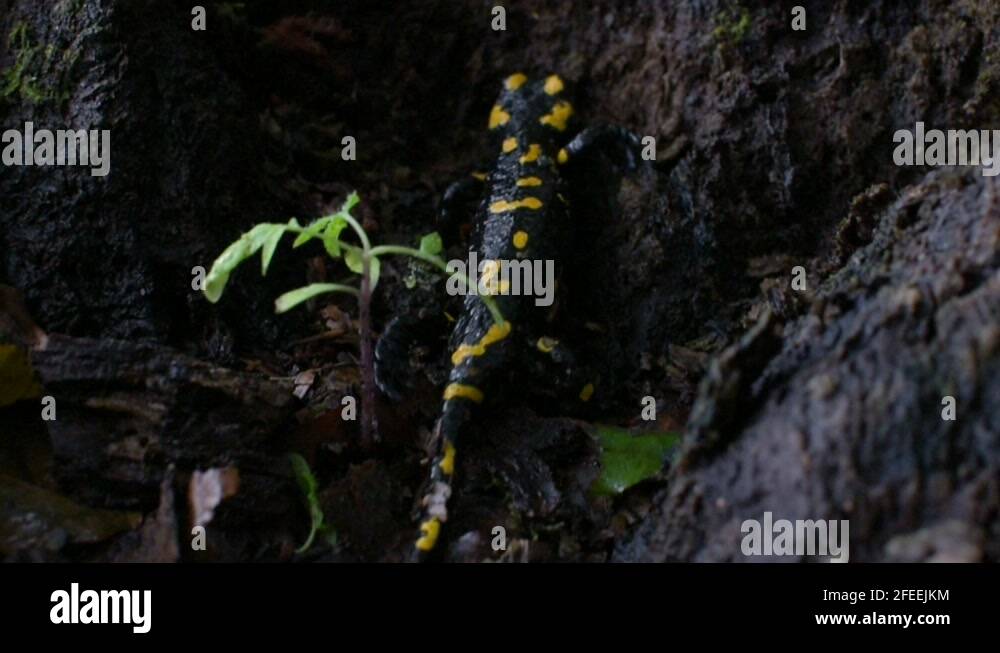 Salamander predator Stock Videos & Footage - HD and 4K Video Clips - Alamy