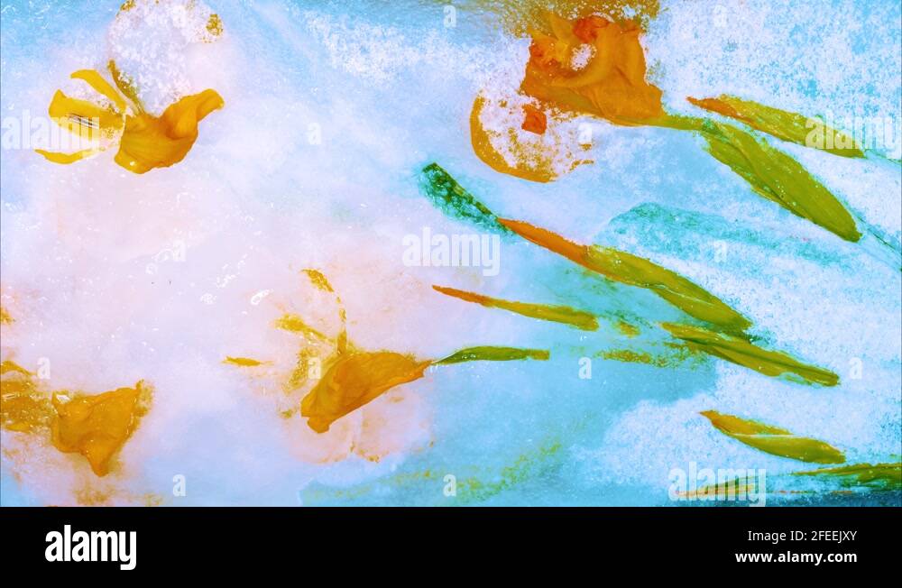 Ice lily Stock Videos & Footage - HD and 4K Video Clips - Alamy