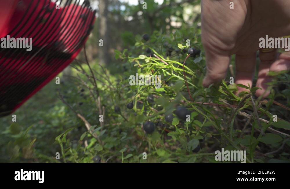 Collecting wild blueberries from bush using berry-picking rake, closeup ...