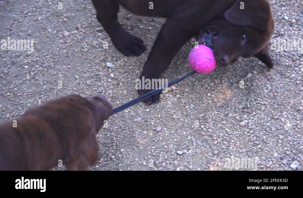 Chocolate labrador puppies Stock Videos & Footage - HD and 4K Video ...