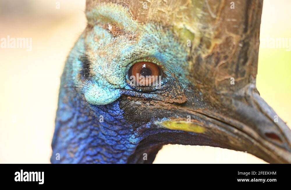 Largest australian bird Stock Videos & Footage - HD and 4K Video Clips ...