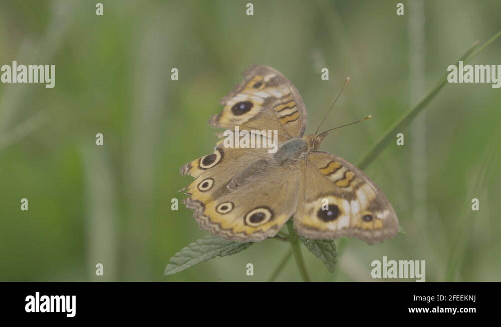 Miniature butterfly Stock Videos & Footage - HD and 4K Video Clips - Alamy