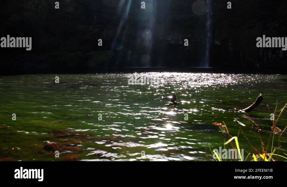 Beautiful waterbird Stock Videos & Footage - HD and 4K Video Clips - Alamy