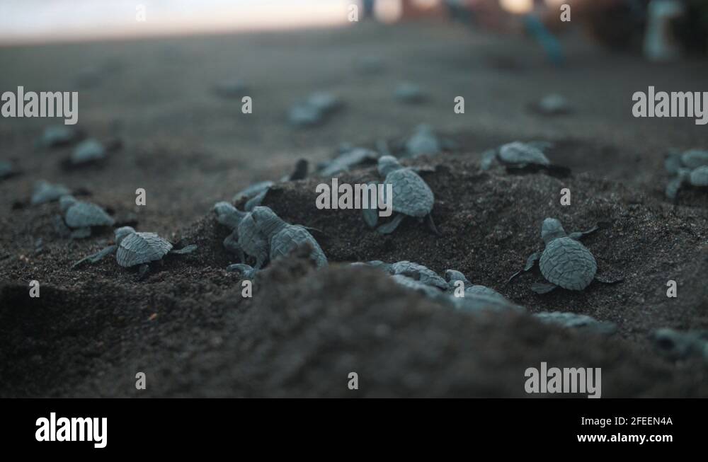 Central hatch Stock Videos & Footage - HD and 4K Video Clips - Alamy