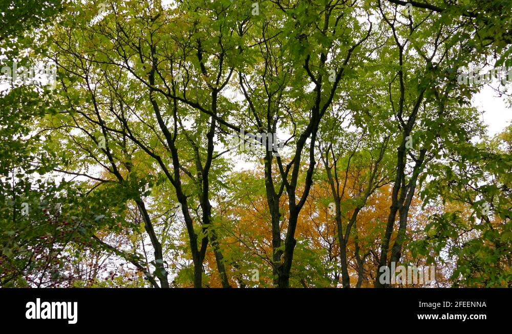 Changing tree colours Stock Videos & Footage - HD and 4K Video Clips ...