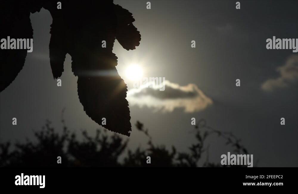 Back to the sun Stock Videos & Footage - HD and 4K Video Clips - Alamy