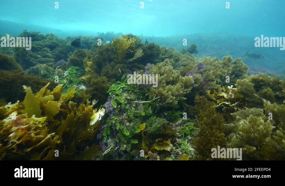 Diverse seaweed algae kelp shallow reef in swell clear water underwater ...