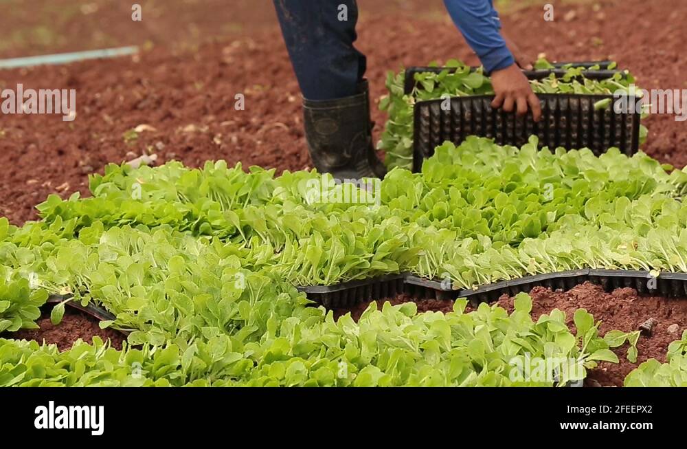 Plotting garden Stock Videos & Footage - HD and 4K Video Clips - Alamy