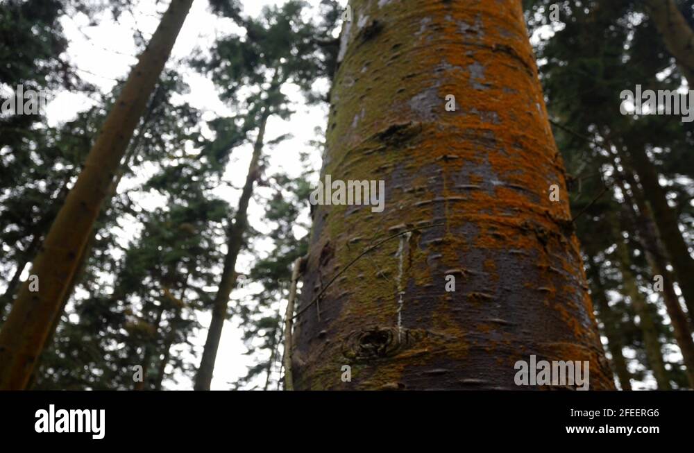 Trees logging Stock Videos & Footage - HD and 4K Video Clips - Alamy