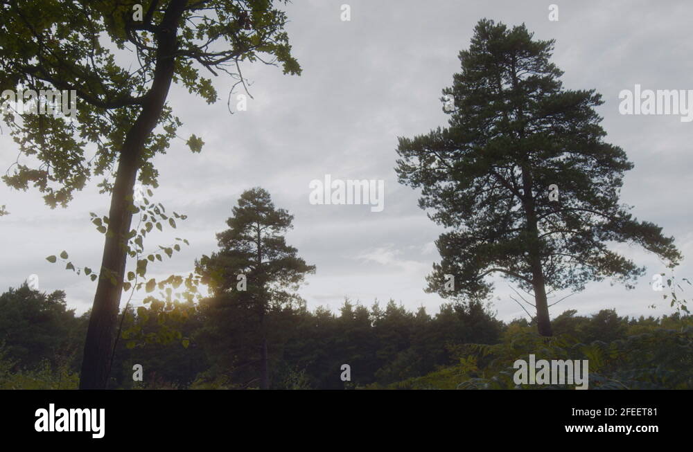 Deforestation england Stock Videos & Footage - HD and 4K Video Clips ...