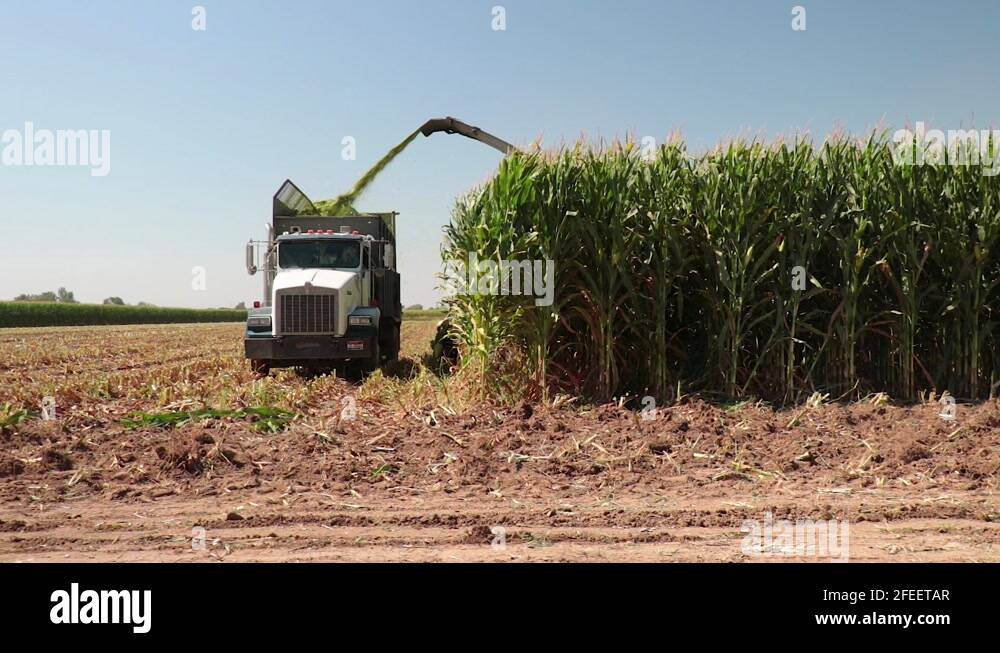 Corn harvest tractor working in field video Stock Videos & Footage - HD ...