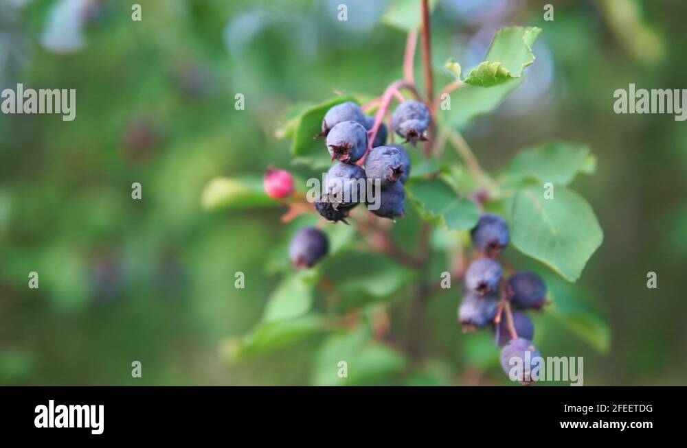 dwarf shadbush, chuckley pear, or western juneberry is a shrub with ...