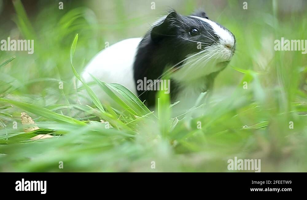 Cavia porcellus Stock Videos & Footage - HD and 4K Video Clips - Alamy