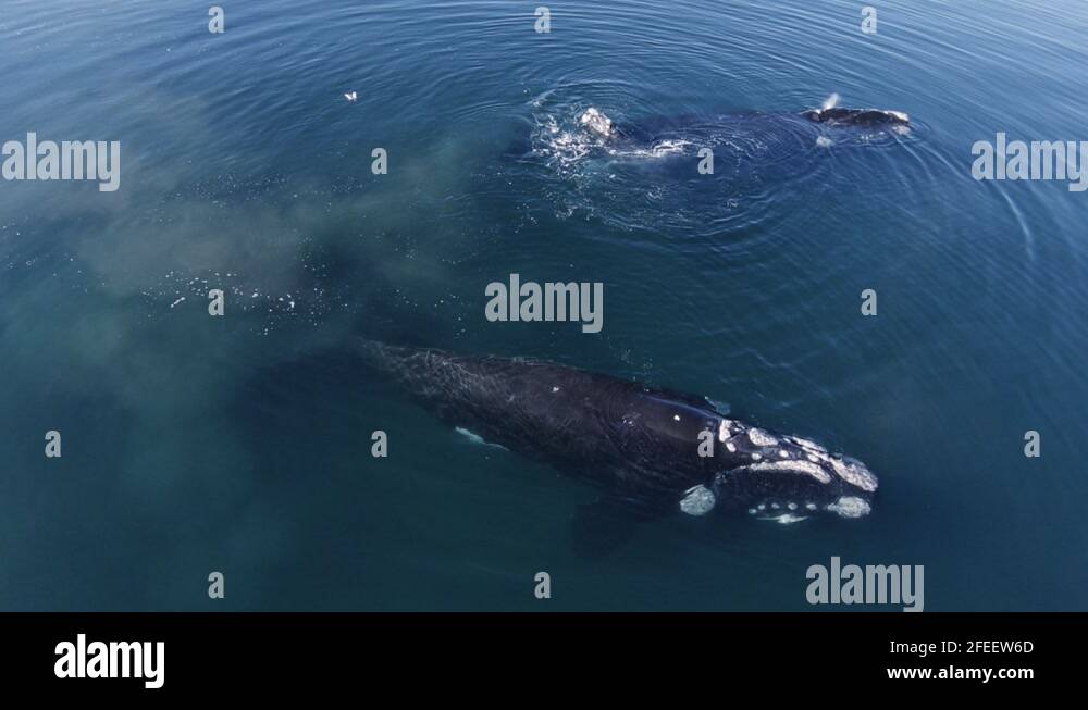 Southern Right Whales With Barnacles Floating And Blowing Water At The ...