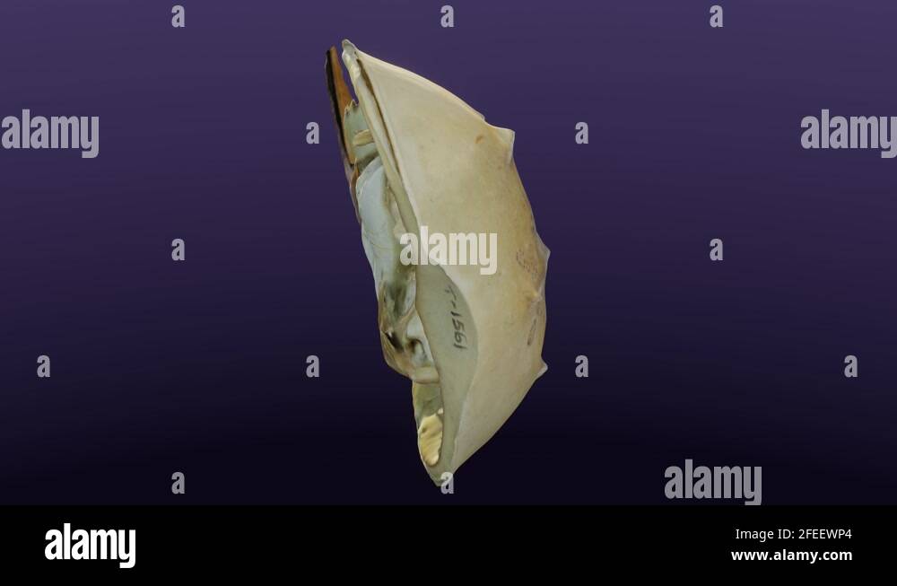 Paleontological research Stock Videos & Footage - HD and 4K Video Clips ...