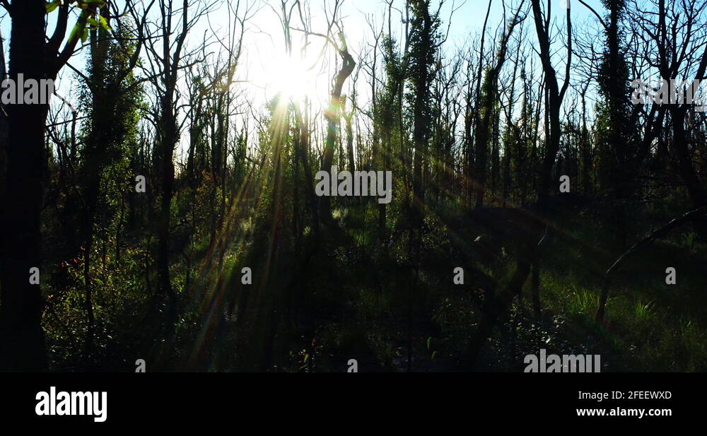 Sun peaking through forest Stock Videos & Footage - HD and 4K Video ...