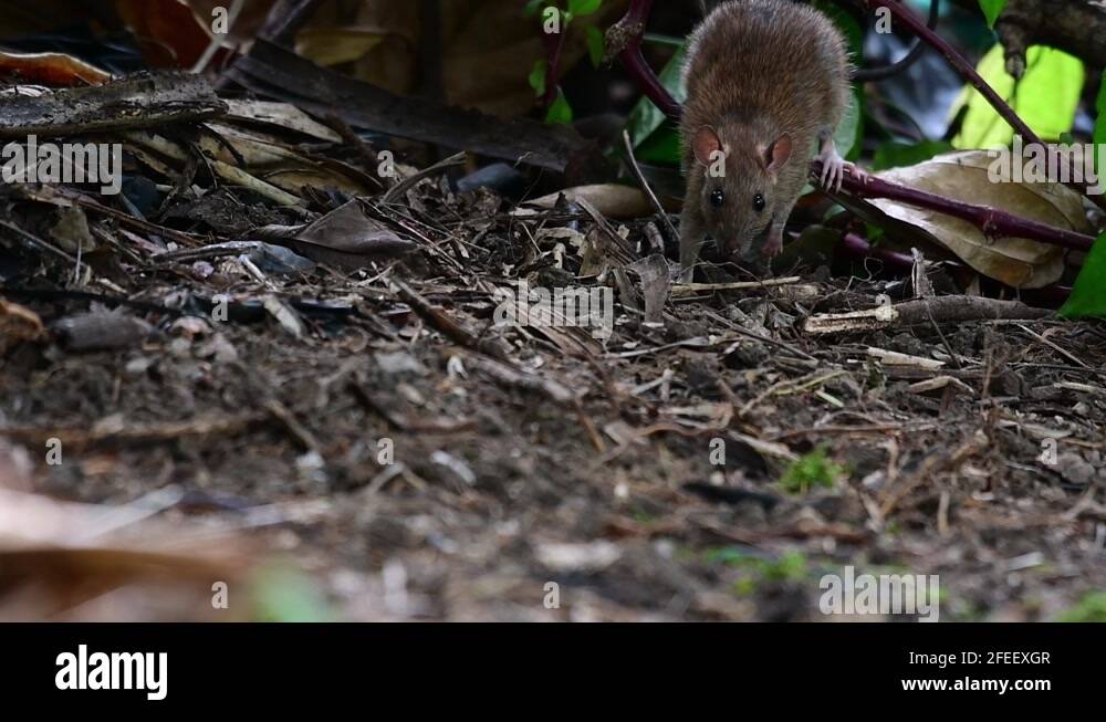 Find pests Stock Videos & Footage - HD and 4K Video Clips - Alamy