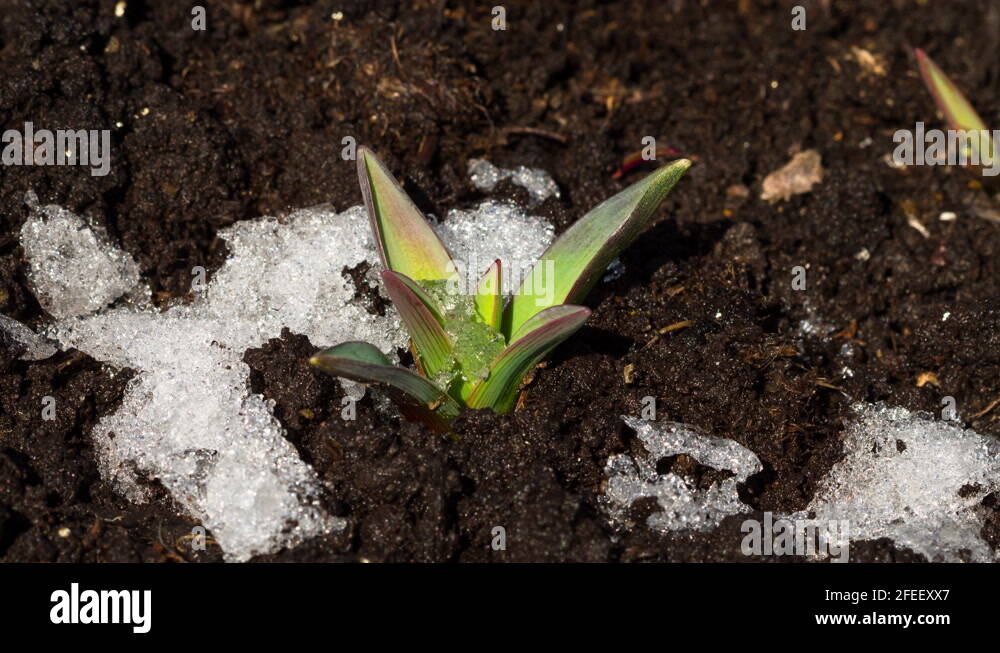 Melting flower Stock Videos & Footage - HD and 4K Video Clips - Alamy