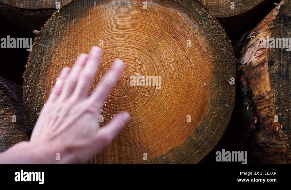 Lumber management Stock Videos & Footage - HD and 4K Video Clips - Alamy