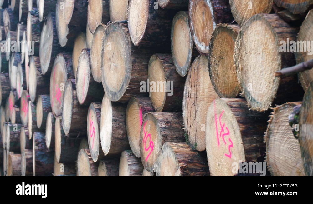 Enterprise for primary processing of timber into timber in the logging ...