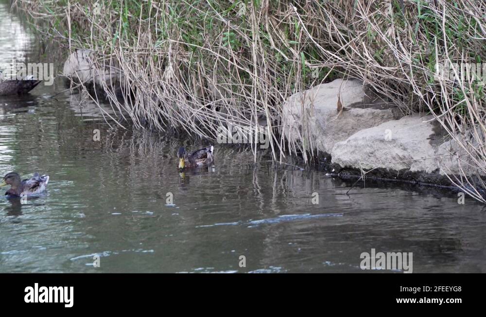 Mallard cross Stock Videos & Footage - HD and 4K Video Clips - Alamy