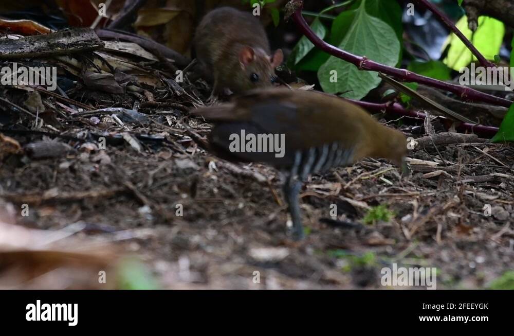 Legged rat Stock Videos & Footage - HD and 4K Video Clips - Alamy