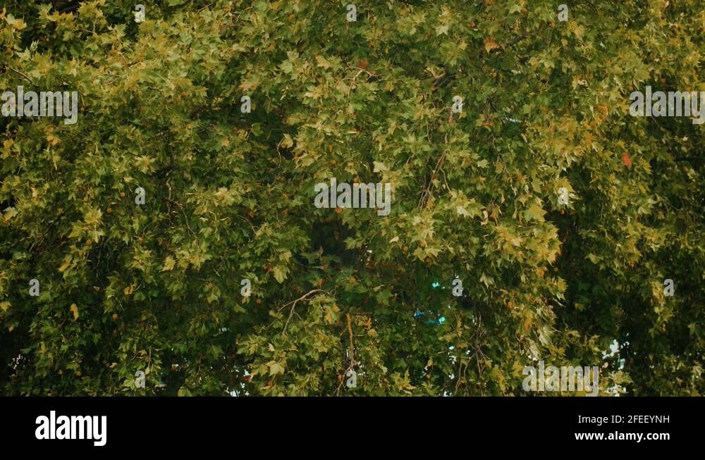 Sommer baum landschaft Stock Videos & Footage - HD and 4K Video Clips ...