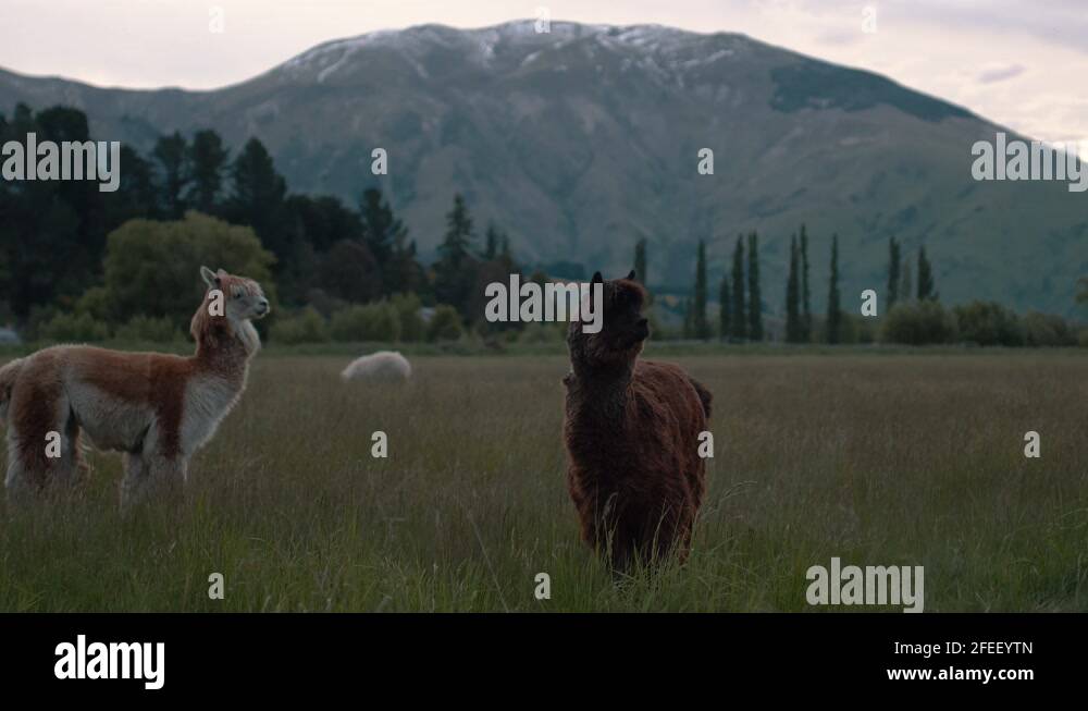 Field of alpacas Stock Videos & Footage - HD and 4K Video Clips - Alamy
