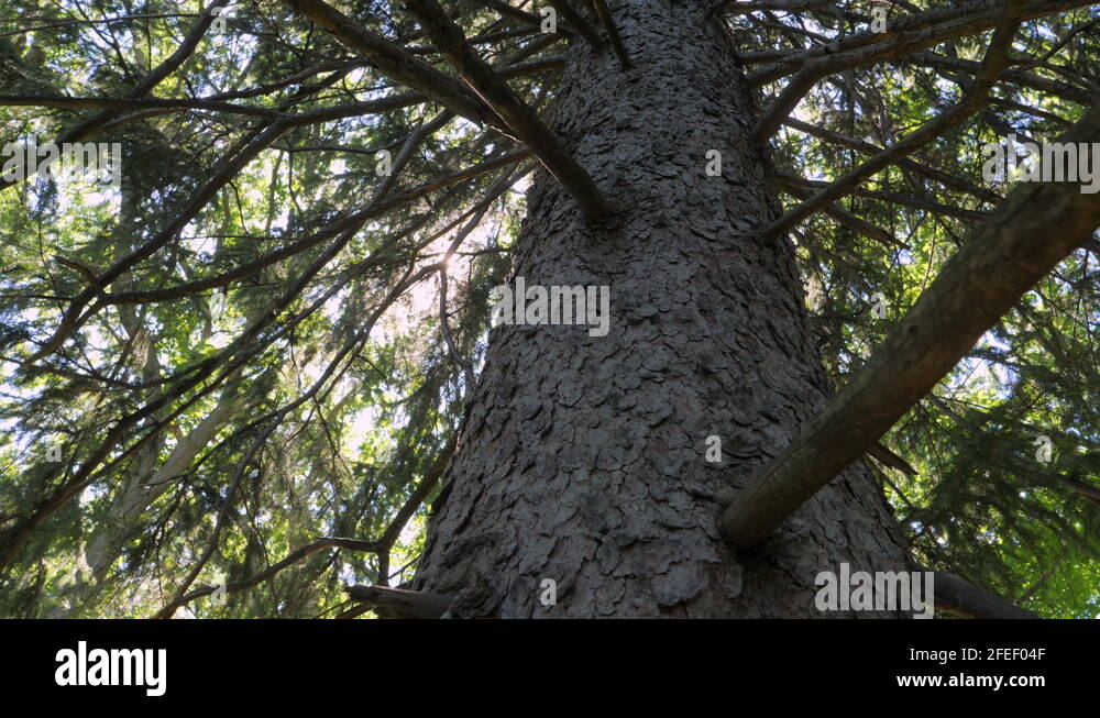 Light rays through tree Stock Videos & Footage - HD and 4K Video Clips ...