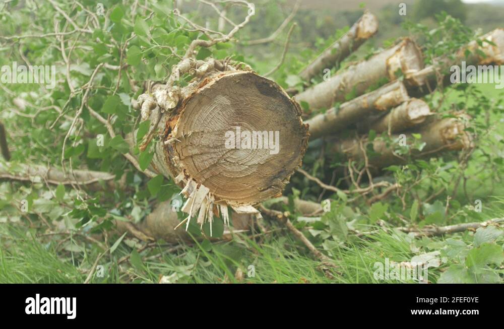 Tree end grain after being cut using tree shears Stock Video Footage ...