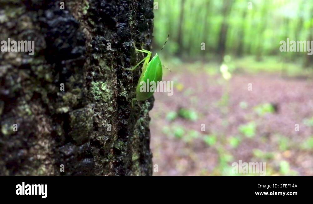 Southern green shield bug Stock Videos & Footage - HD and 4K Video ...
