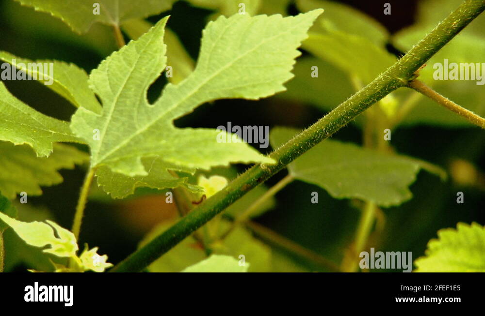 Chinese leaves Stock Videos & Footage - HD and 4K Video Clips - Alamy