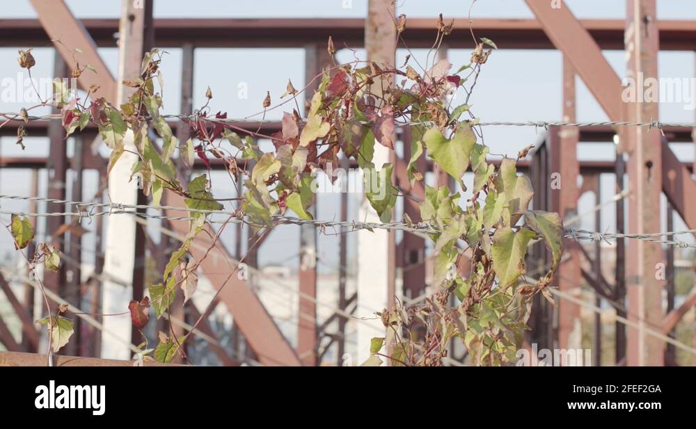 Barbed plants Stock Videos & Footage - HD and 4K Video Clips - Alamy