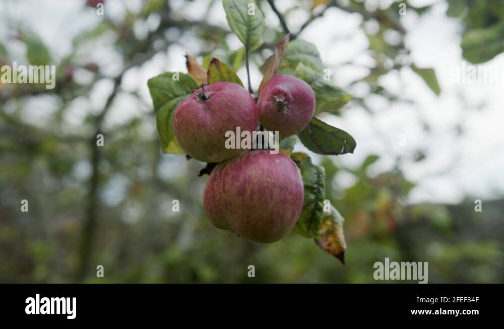 Where do apples come from Stock Videos & Footage - HD and 4K Video ...