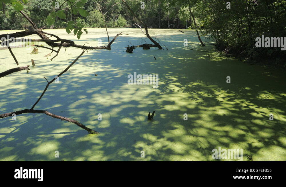 Floating scum Stock Videos & Footage - HD and 4K Video Clips - Alamy
