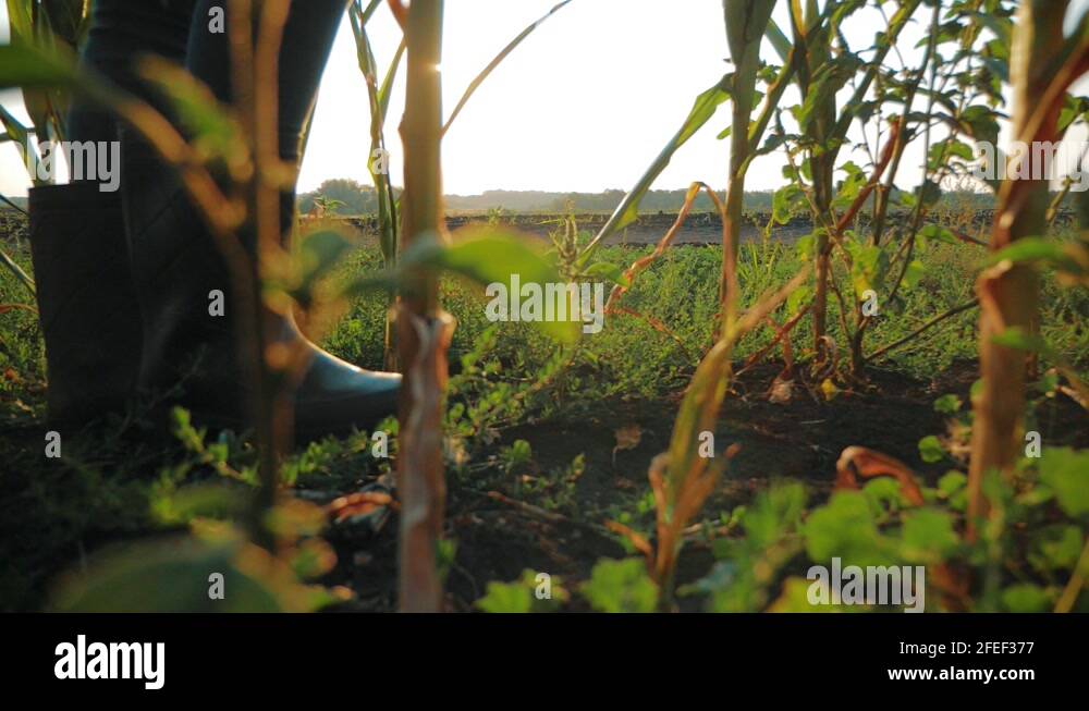 Agro farming Stock Videos & Footage - HD and 4K Video Clips - Alamy