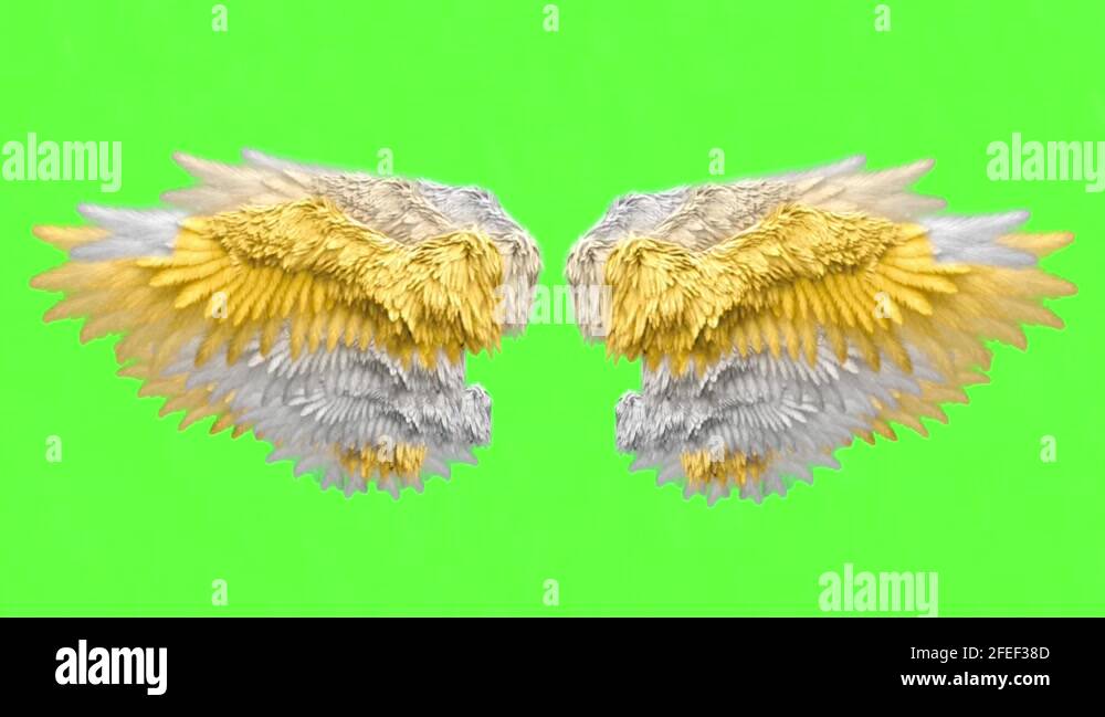 Angel wings wing illustration Stock Videos & Footage - HD and 4K Video ...