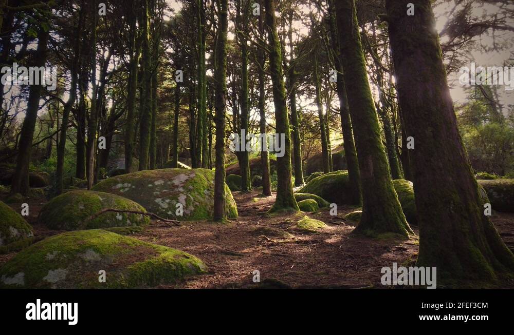 Forest Trees with Sunlight Bursting through Tree Branches Stock Video ...