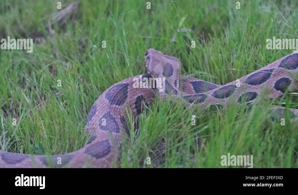 Russells viper snake sitting in the grass smelling the air with tongue ...