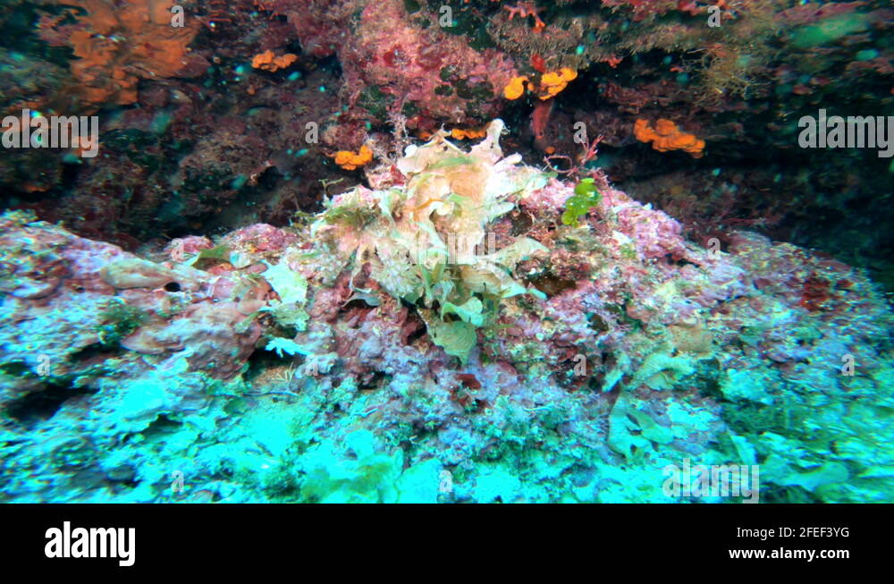 Deep sea flora and fauna Stock Videos & Footage - HD and 4K Video Clips ...