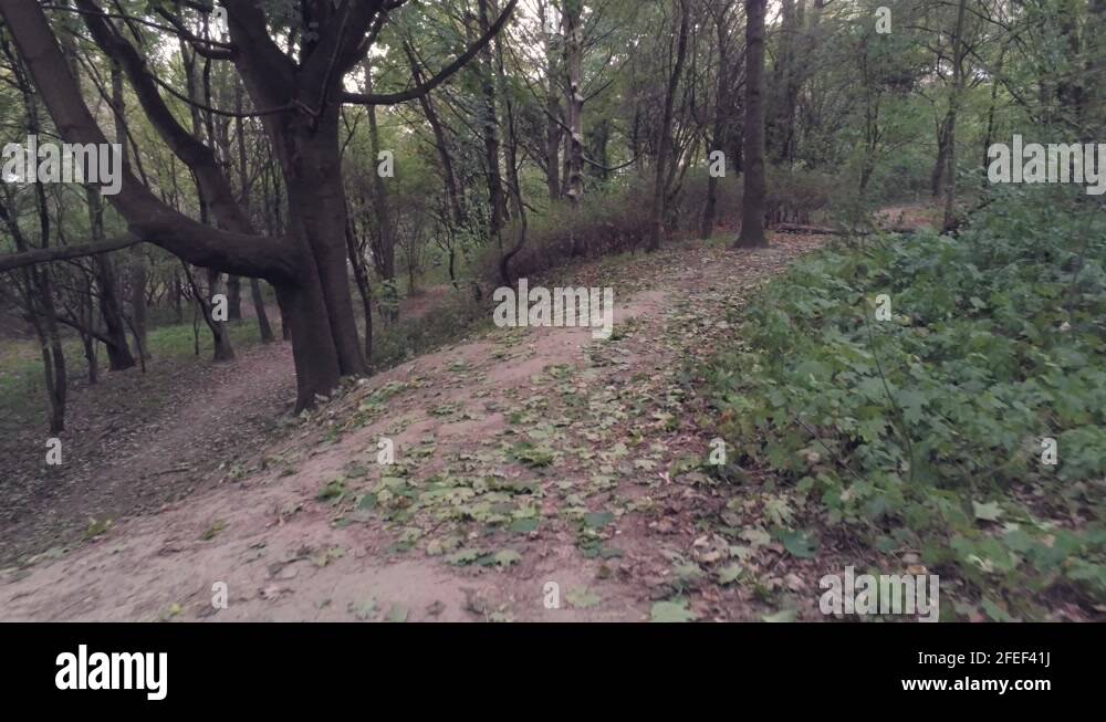 Tangled underbrush Stock Videos & Footage - HD and 4K Video Clips - Alamy