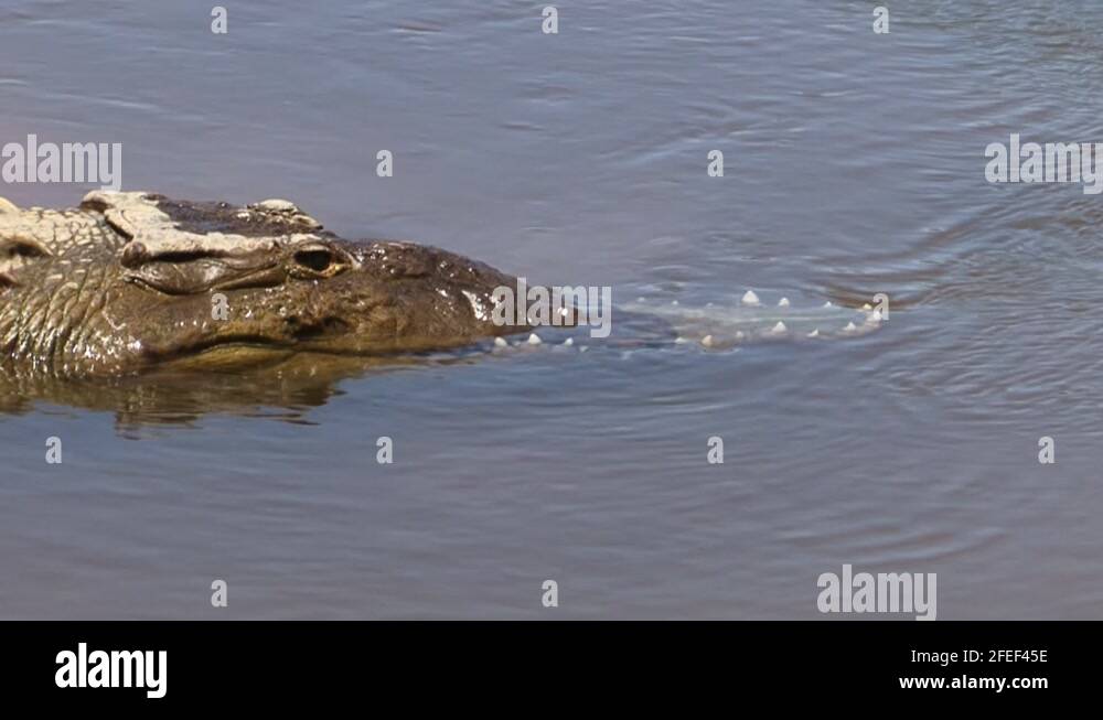 Broken crocodile Stock Videos & Footage - HD and 4K Video Clips - Alamy