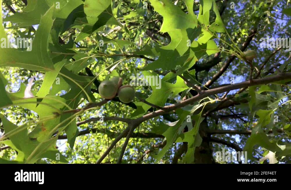 Swamp spanish oak quercus palustris Stock Videos & Footage - HD and 4K ...
